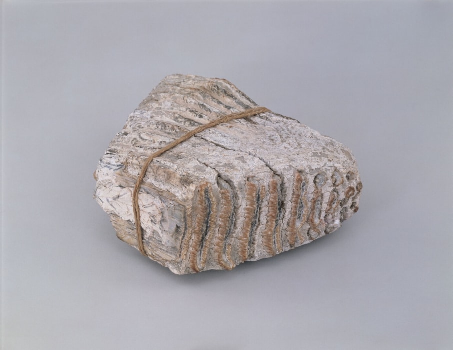Nara National Museum “72nd Shosoin Exhibition” Opened – ADF Web ...