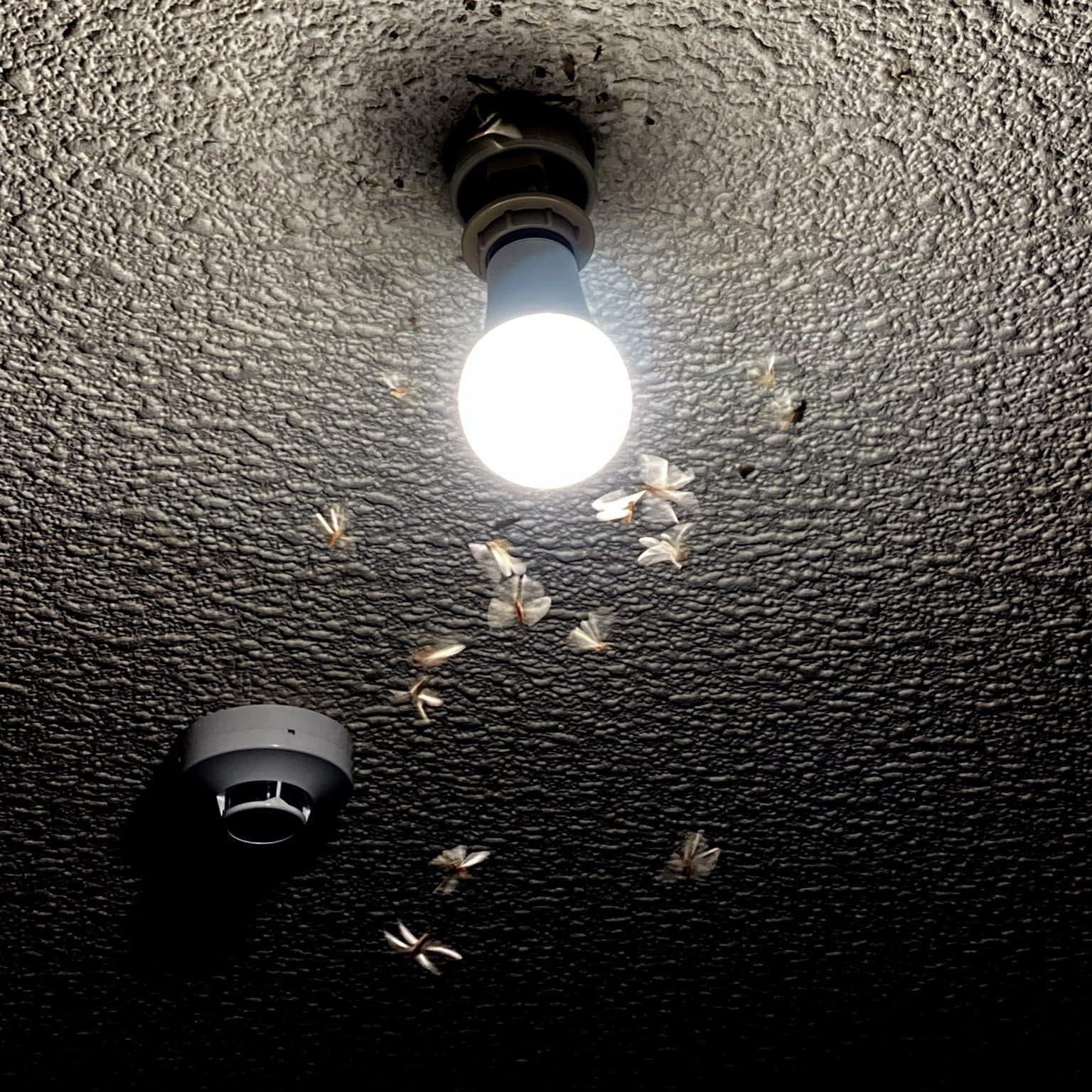 Life in an old Japanese house Vol.11: Termites in Japanese Homes – ADF ...