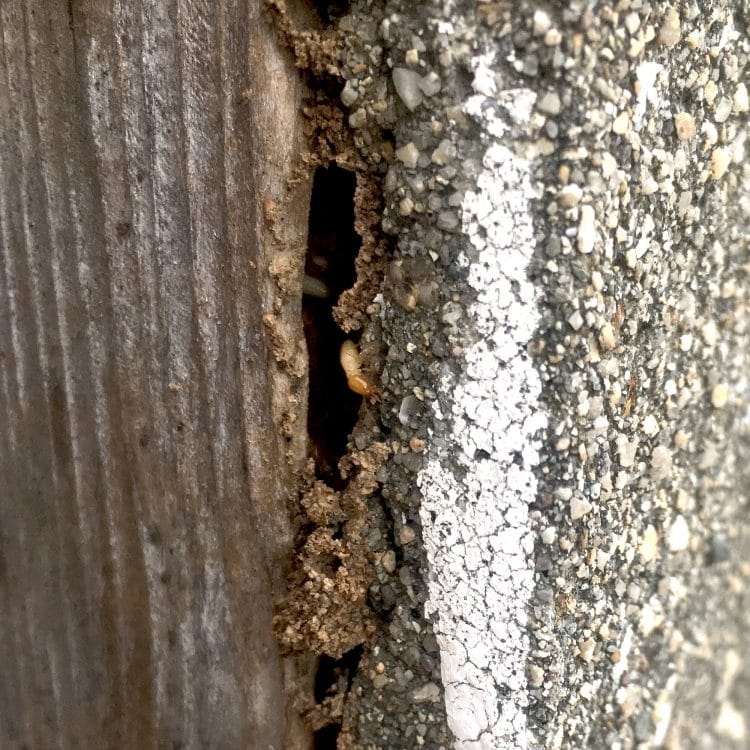 Life in an old Japanese house Vol.11: Termites in Japanese Homes – ADF ...