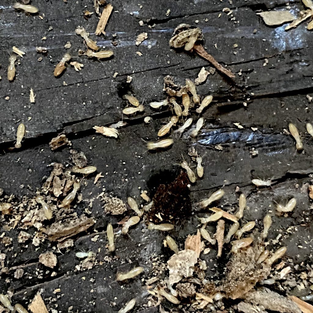 Life in an old Japanese house Vol.11: Termites in Japanese Homes – ADF ...