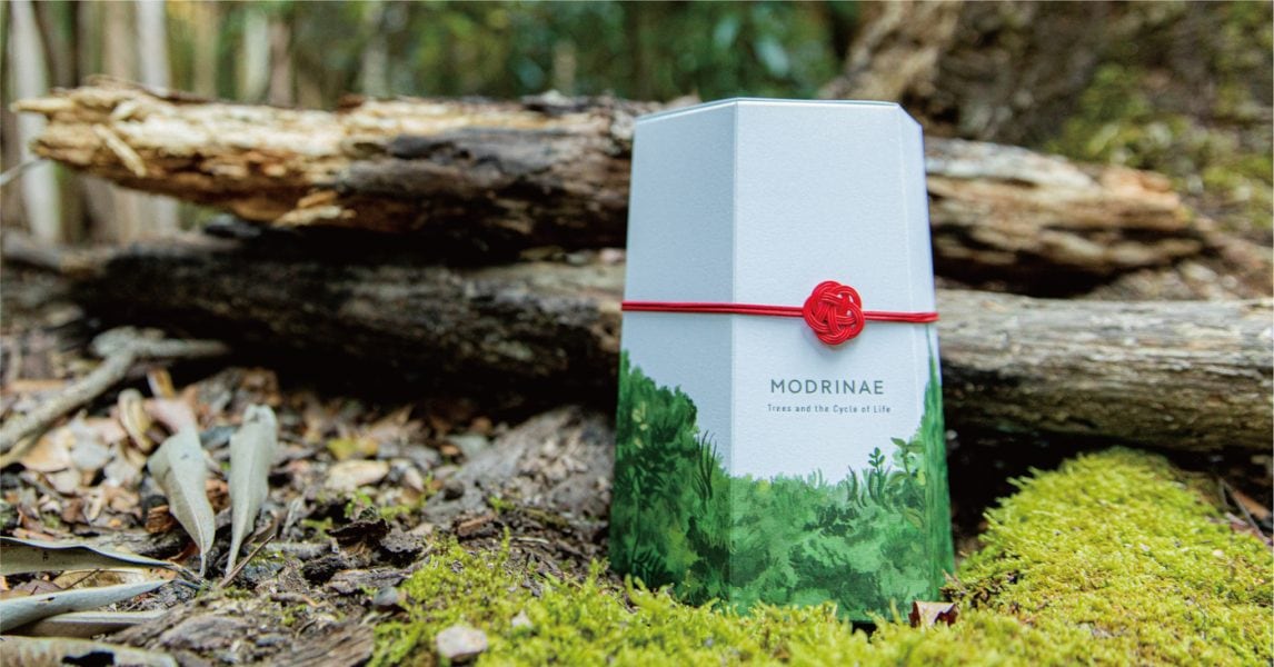 Somano Base releases a new type of foliage plant “MODRINAE” – ADF Web ...