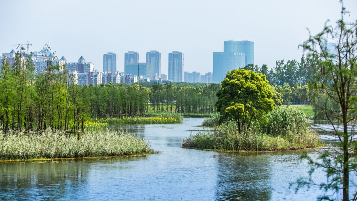 A Floating Forest designed by Turenscape in Fish Tail Park in Nanchang ...