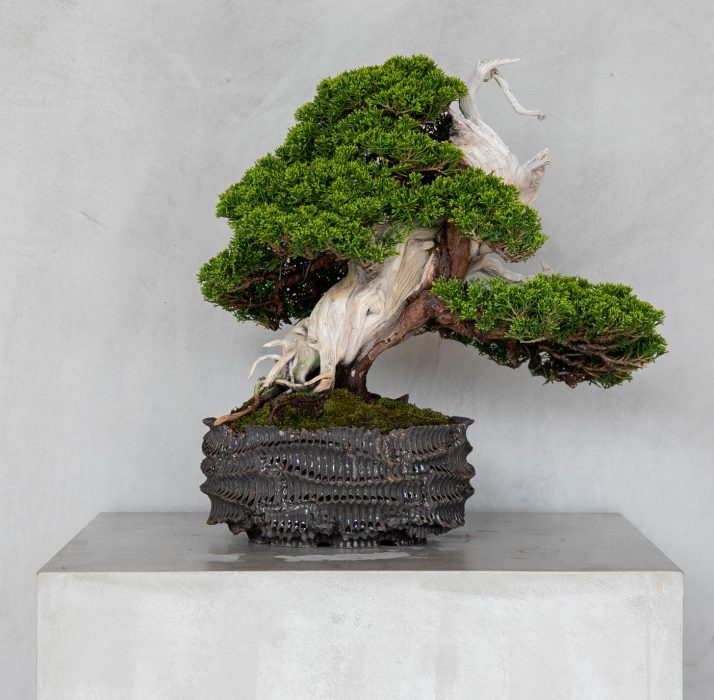 TRADMAN’S BONSAI, led by bonsai master Teppei Kojima, holds its first ...