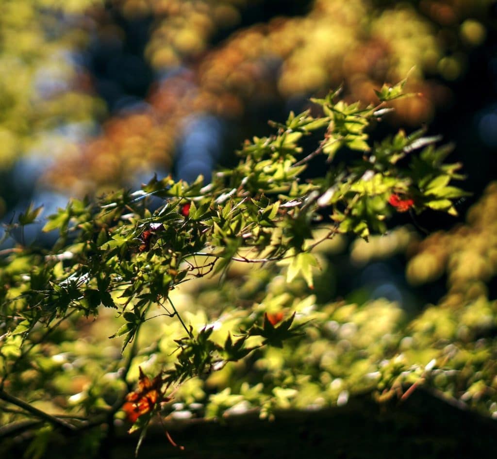 The Dynamic Duo: Exploring the Interaction of Light and Shadow in ...