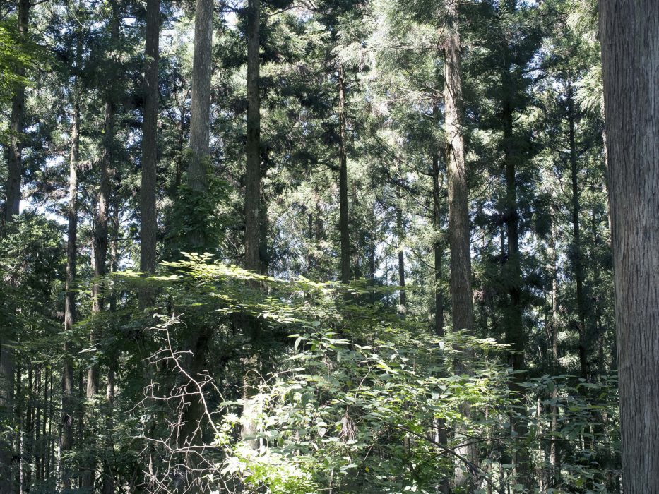 Exhibition “DOCU: Encountering Forest, Hands and Forms” at (PLACE) by ...